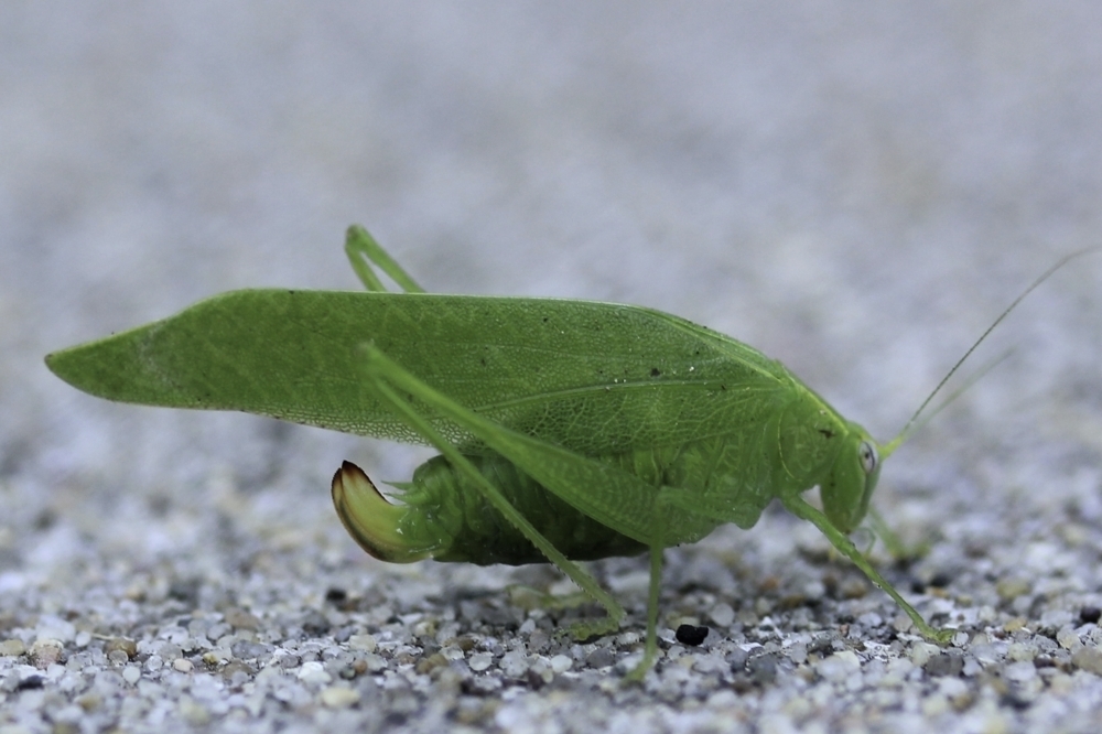Modest Katydid from Carbondale, IL, USA on September 28, 2022 at 03:29 ...