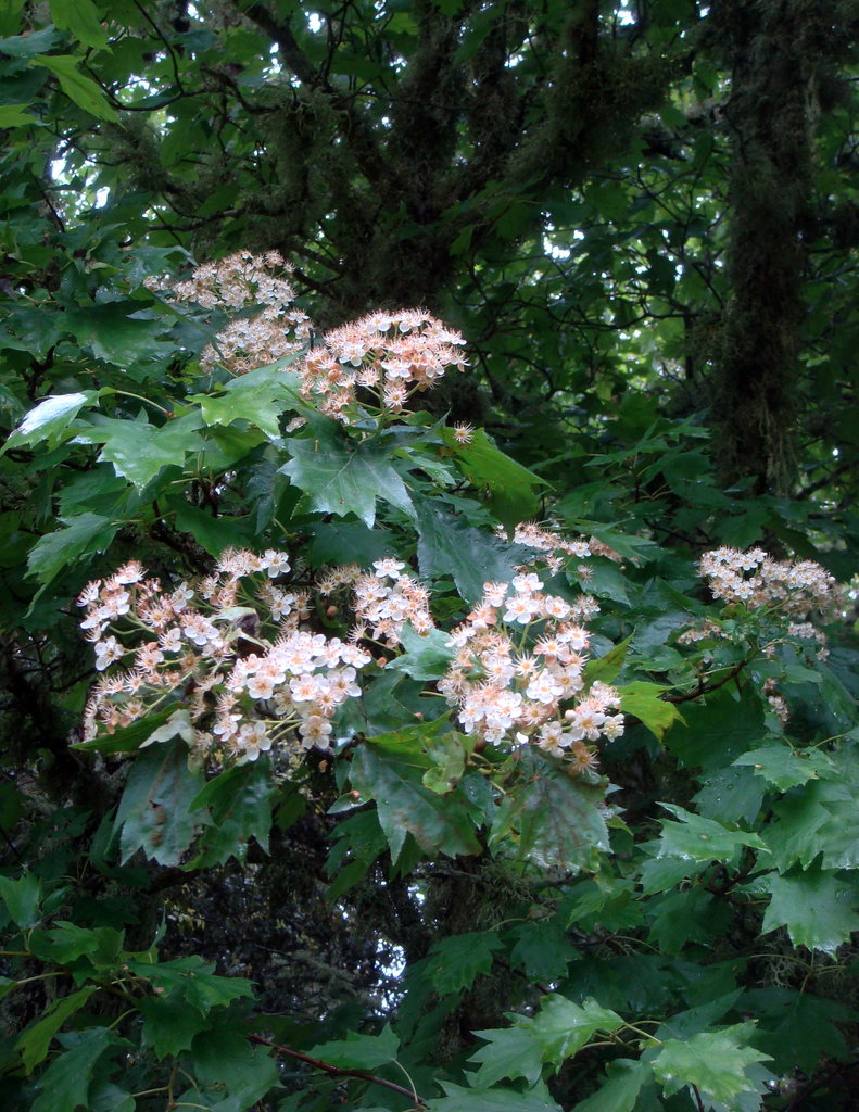 Wild Service-tree from Sardegna, Illorai Forest on May 22, 2013 by ...