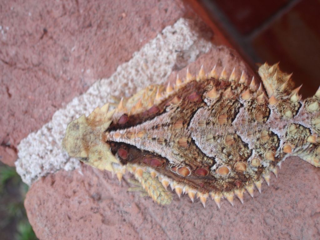 Giant Horned Lizard from Emiliano Zapata, Jal., México on November 8 ...