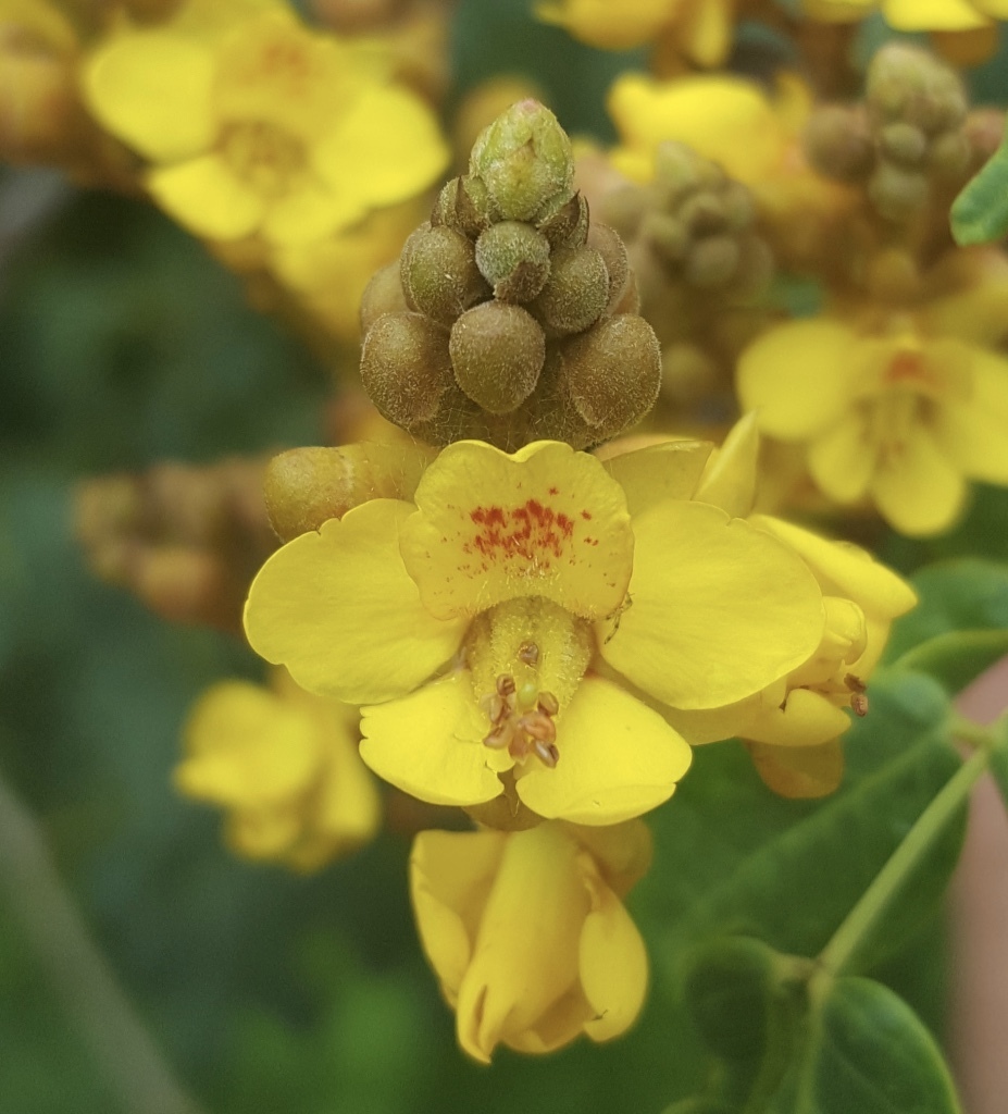 (Libidibia sclerocarpa) - Botanical Realm