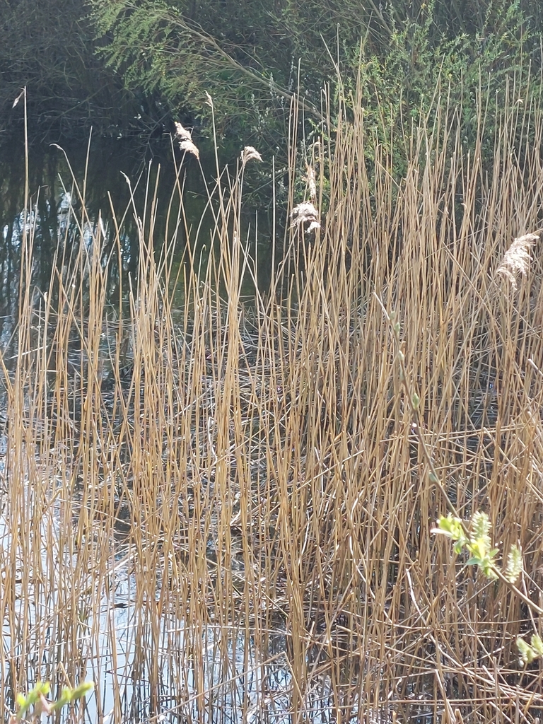 common reed from Clifton Without, York, UK on April 3, 2025 at 04:07 PM ...