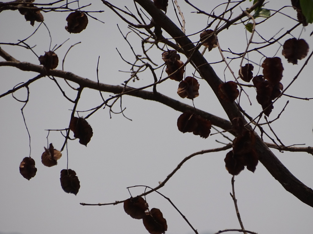Indian Laurel (Terminalia elliptica) - Botanical Realm
