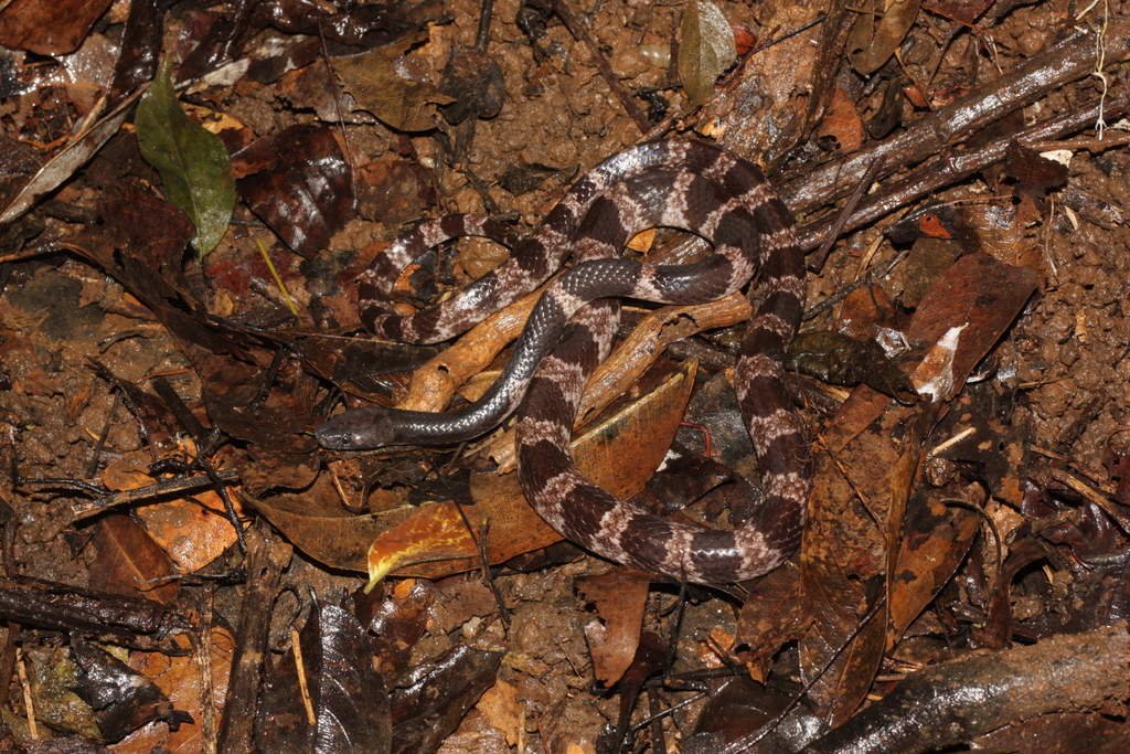 Northern Large-toothed Snake (Lycodon septentrionalis) - Snakes and Lizards