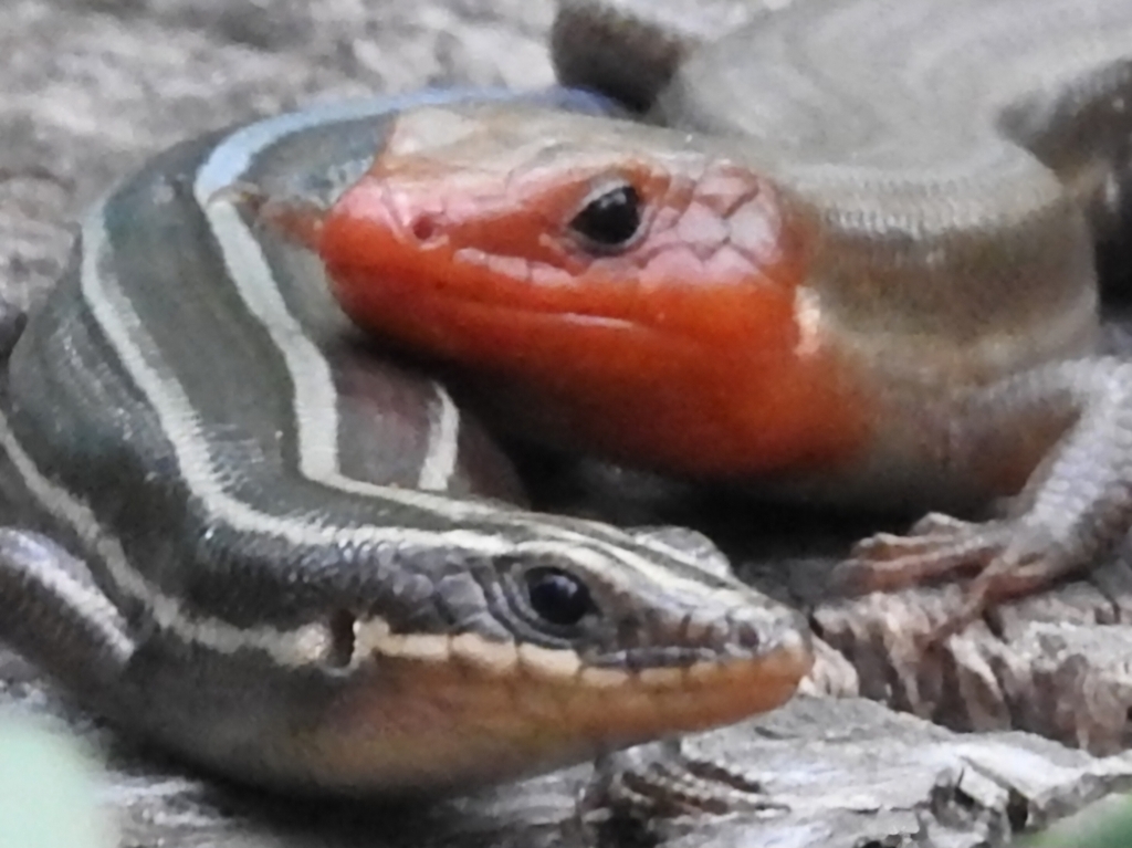 Common Five-lined Skink from Armand Bayou Nature Center, 8500 Bay Area ...
