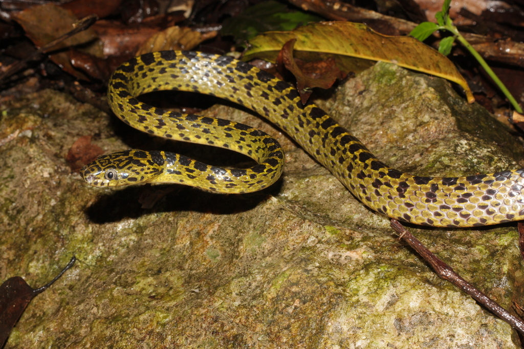 Vietnamese Big-toothed Wolf Snake (Lycodon meridionalis) - Snakes and ...
