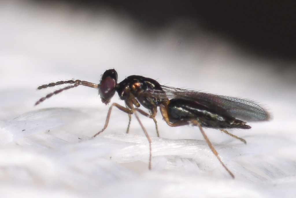 Eulophidae from Fair Oaks, CA, USA on April 2, 2025 at 02:01 PM by Hawk ...