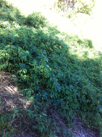 Humulus lupulus neomexicanus (Official Plant List of the ABQ Backyard ...