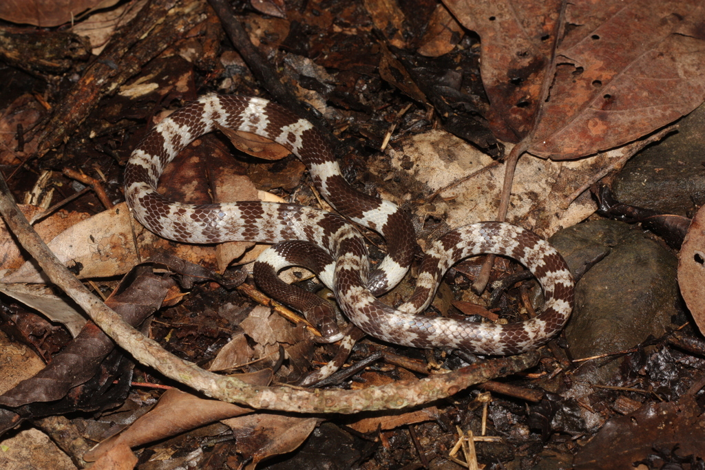 Painted Wolf Snake from Ba Be, VN-BK-BB, VN-BK, VN on July 17, 2013 by ...