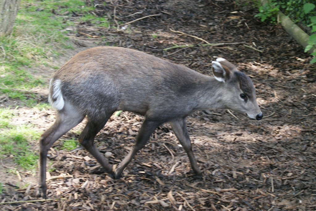 Tufted Deer (Elaphodus cephalophus) - Know Your Mammals