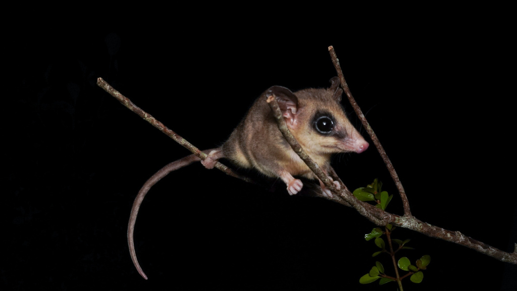 Yucatán Gray Mouse Opossum from Yaxcabá, Yuc., MX on November 20, 2024 ...