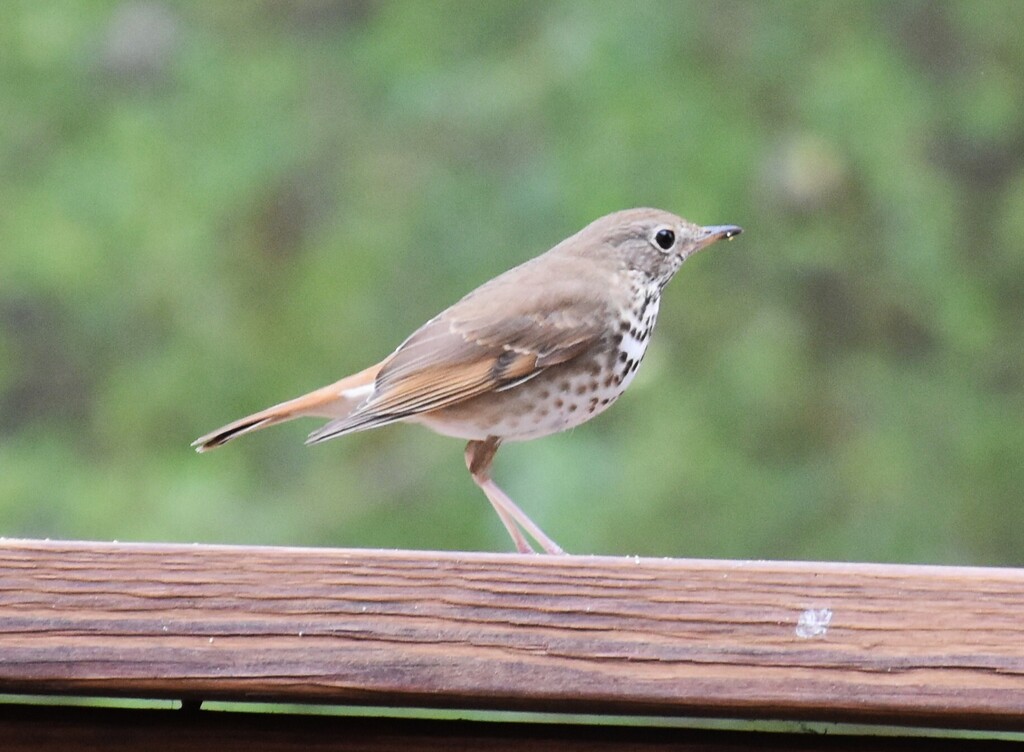 Hermit Thrush from Mountain Park, GA, USA on March 24, 2025 at 03:21 PM ...
