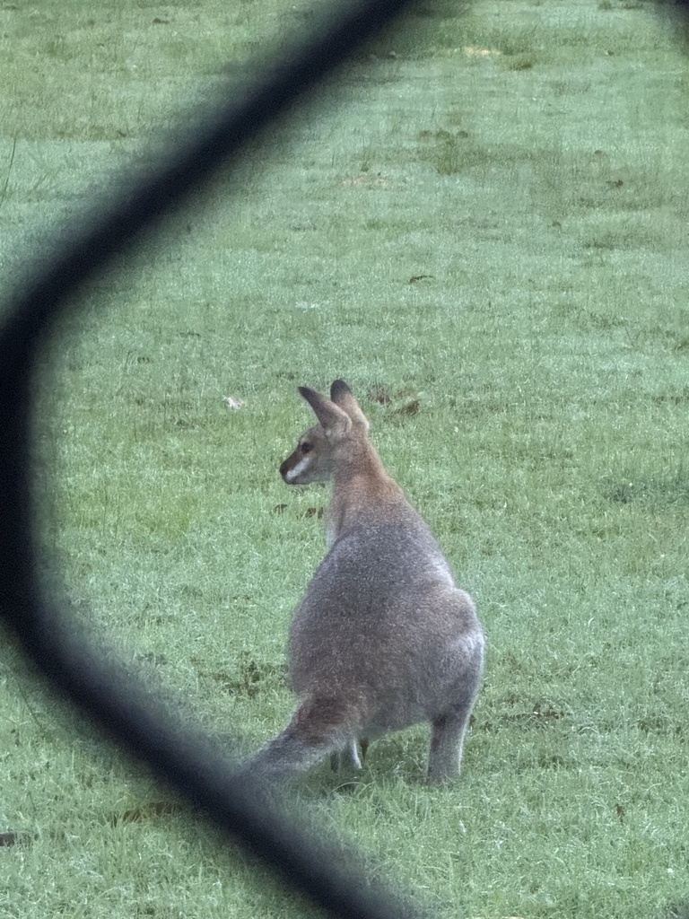 Typical Wallabies from Old Coach Rd, Oakhurst, QLD, AU on April 4, 2025 ...