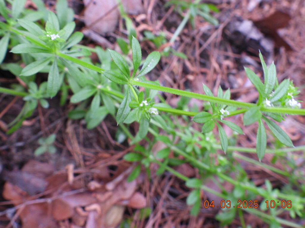 catchweed bedstraw from Bastrop County, TX, USA on April 03, 2025 at 10 ...