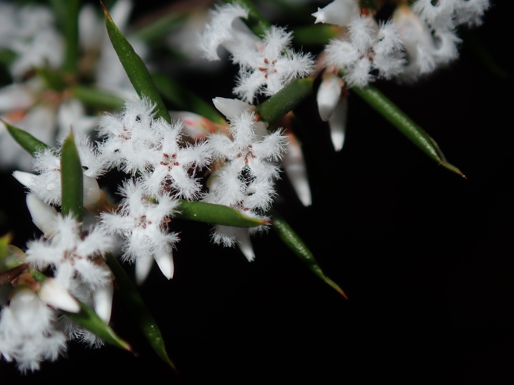 pink beard-heath (Logan RE 12.2.6 Flora) · iNaturalist