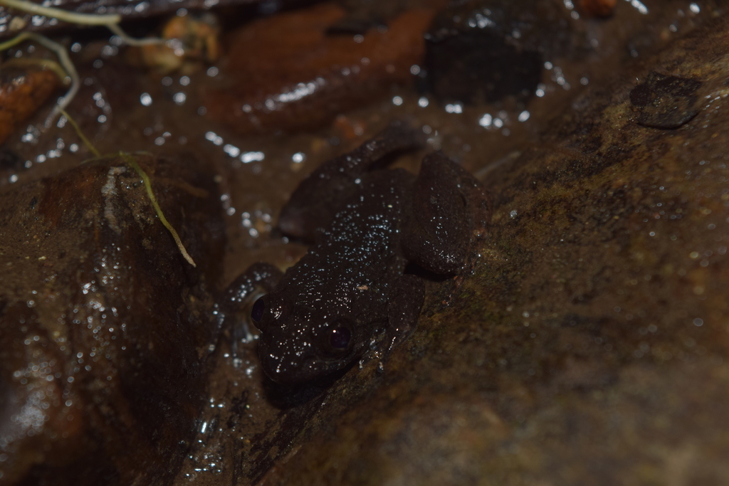 Alcalus rajae in July 2019 by fhadlikennedi. all photo takes at Bukit ...