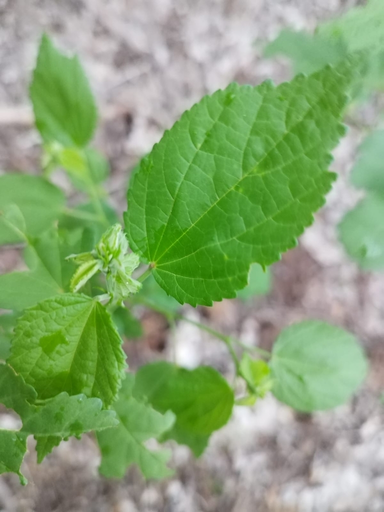 shell flower from Sinaloa, MX on August 31, 2024 by David Jacobo ...