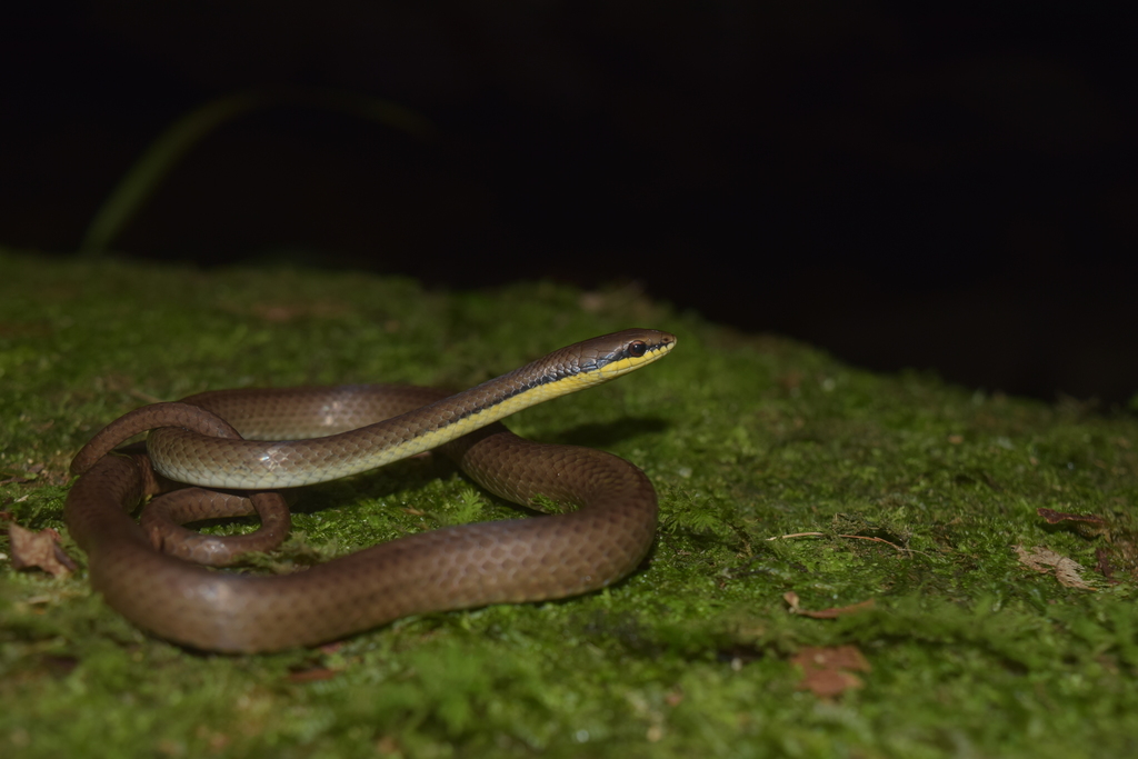 Malayan Ringneck from Melawi Regency, West Kalimantan, Indonesia on ...
