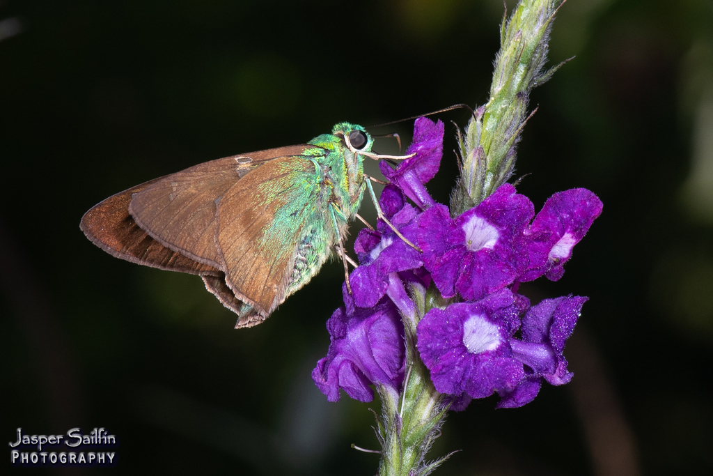 Green Flasher from Emerald Valley IBC, Santa Bárbara, Honduras on March ...