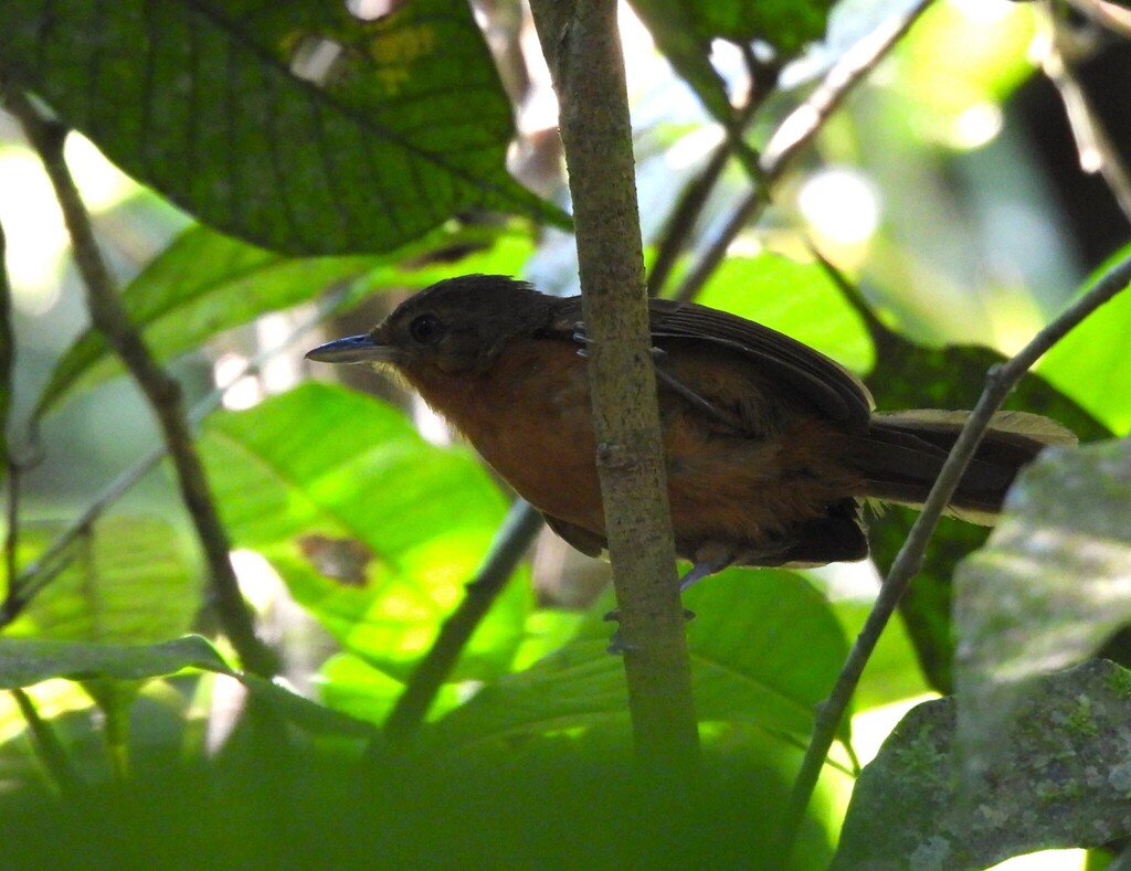 Dusky Antbird from Ocosingo, Chis., México on March 30, 2025 at 10:22 ...
