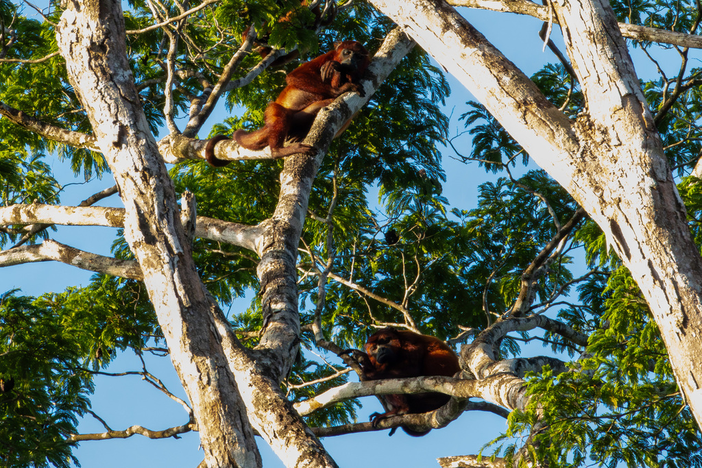Guianan Red Howler Monkey from Petit-Saut, 97312, Guyane française on ...