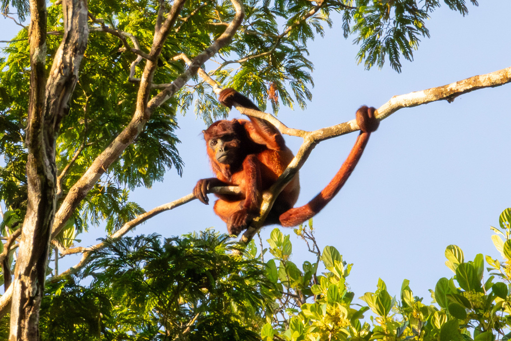 Guianan Red Howler Monkey from Petit-Saut, 97312, Guyane française on ...
