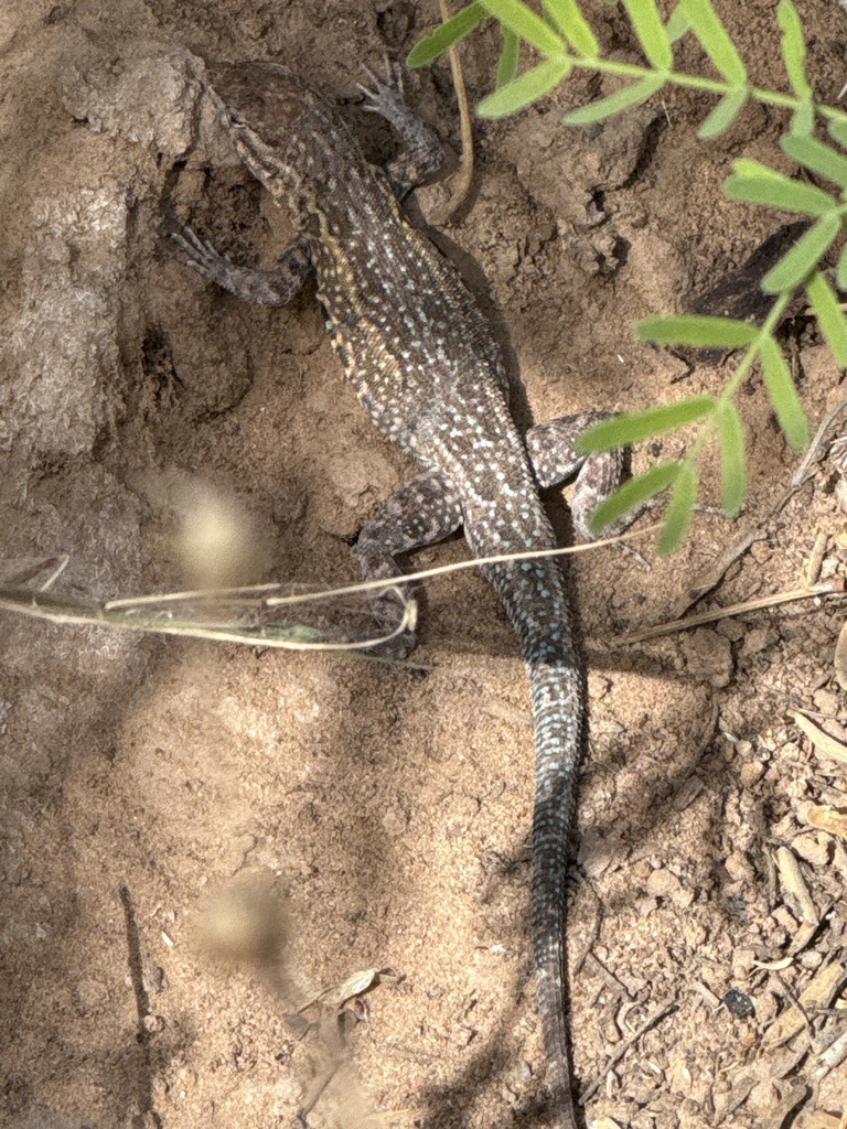Eastern Side-blotched Lizard from Warehouse Rd, Midland, TX, US on ...