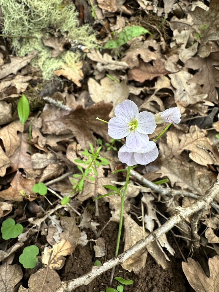 Nuttall's toothwort from Bald Hill Natural Area, Corvallis, OR, US on ...