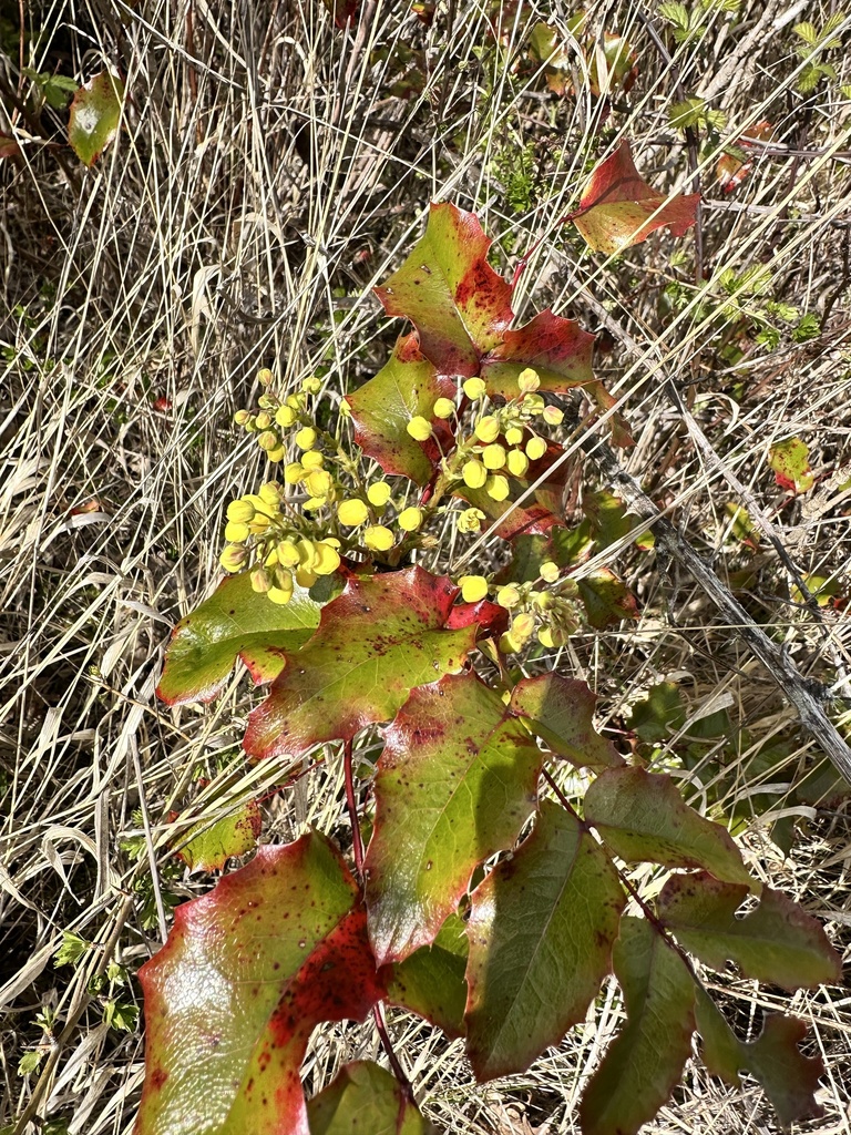 Oregon grape from Bald Hill Natural Area, Corvallis, OR, US on April 03 ...