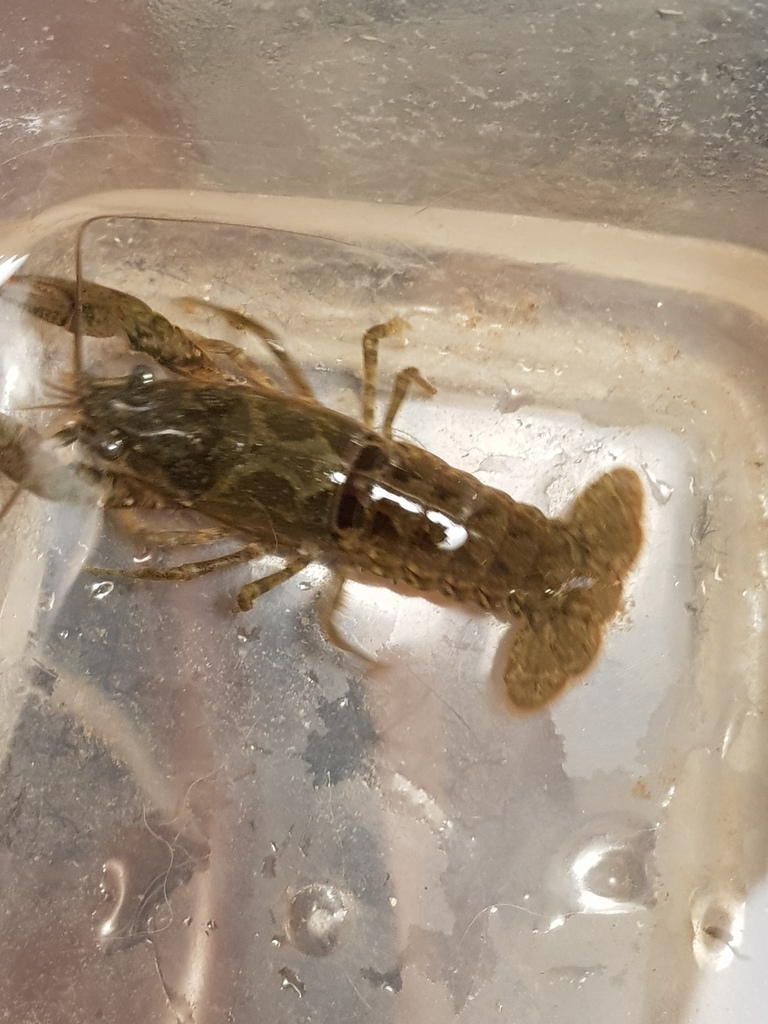 Virile Crayfish from Morris Plains, NJ 07950, USA on April 2, 2025 at ...