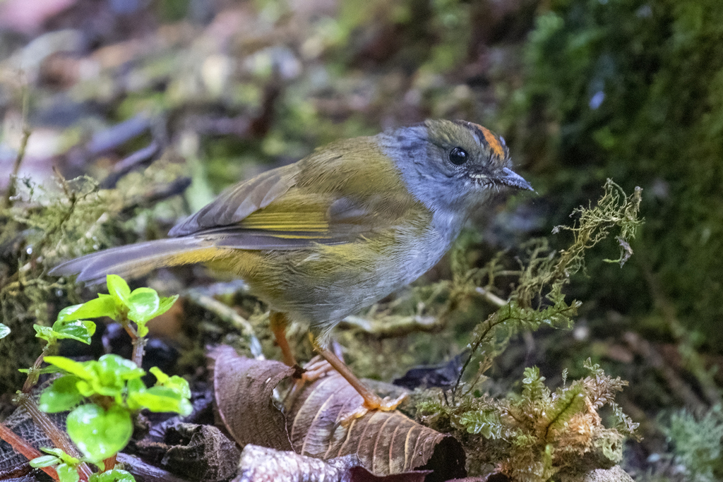 Russet-crowned Warbler from JWCG+P7W, Chalpi, Ecuador on February 12 ...