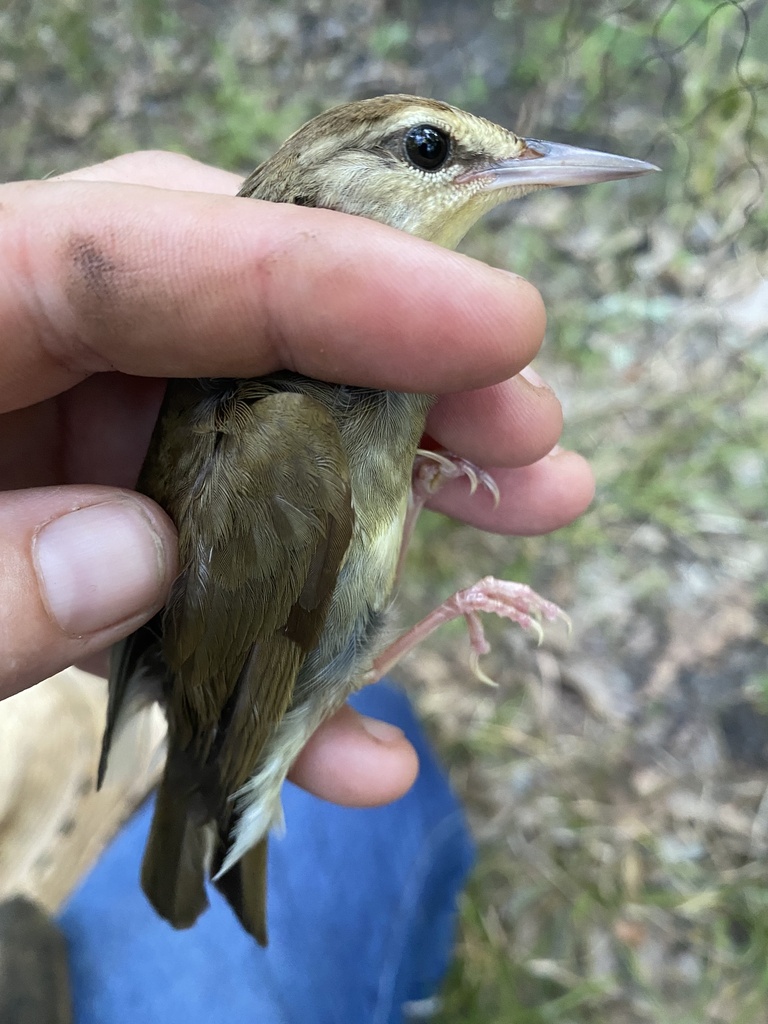 Swainson's Warbler from Montgomery, TX, US on June 21, 2022 at 07:57 AM by allida. Swainson’s ...