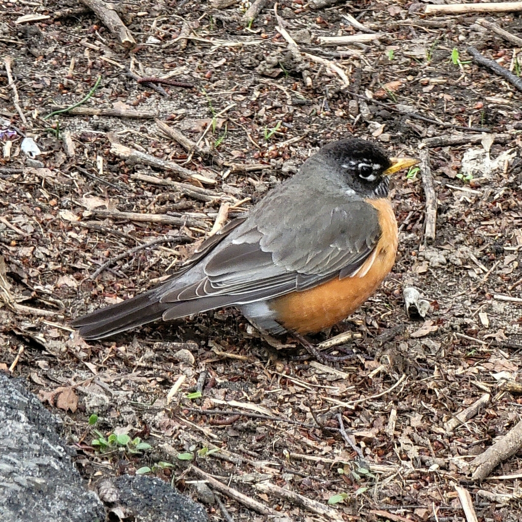 American Robin from Brooklyn, NY 11218, USA on April 2, 2025 at 02:36 ...