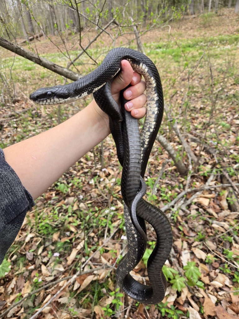 Eastern/Gray Ratsnake Complex in April 2025 by Danica · iNaturalist