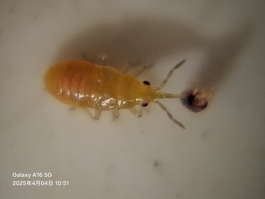 insidious flower bug from 830台灣高雄市鳳山區二甲里 on April 4, 2025 at 10:51 AM ...