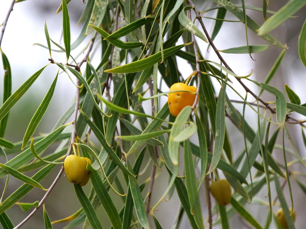 Native apricot from Belvidere SA 5255, Australia on April 04, 2025 at ...