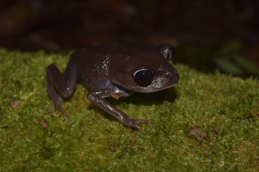 Montane Large-eyed Litter Frog from Sintang Regency, West Kalimantan ...