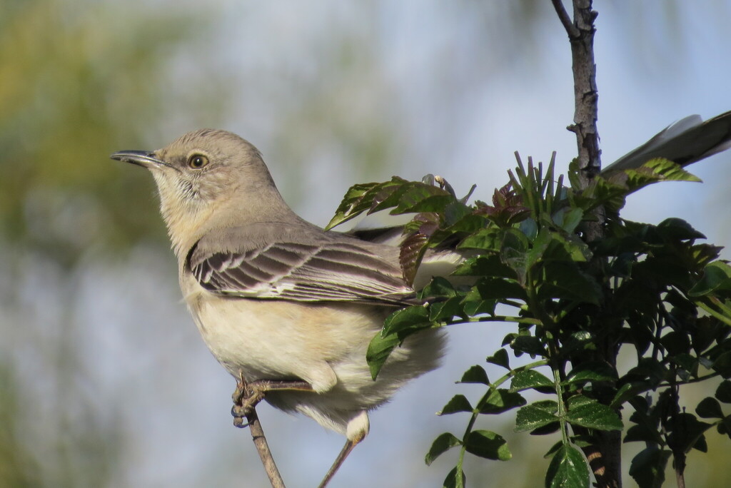 Northern Mockingbird from Batiquitos Lagoon, California, USA on April 3 ...