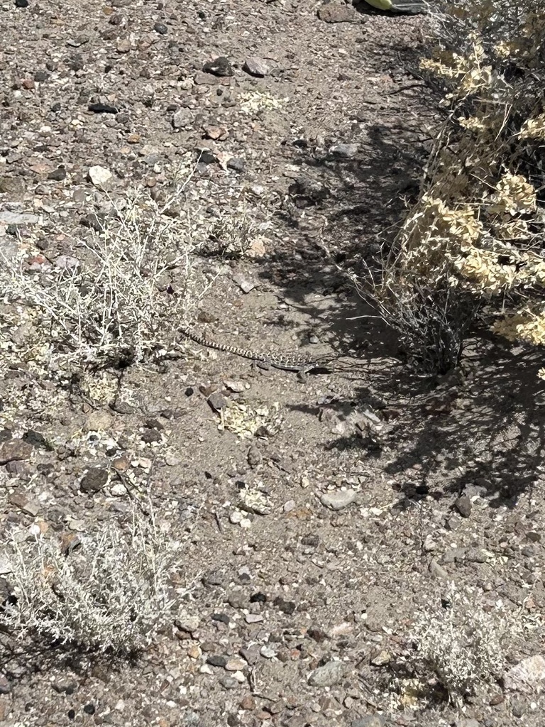 Long-nosed Leopard Lizard from Beatty, NV, US on April 3, 2025 at 01:09 ...