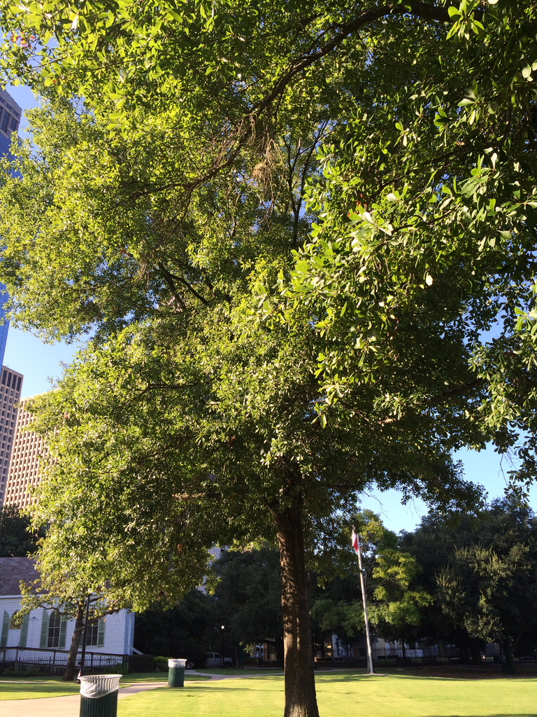 water oak from Sam Houston Park, Houston, TX, US on September 9, 2016 ...