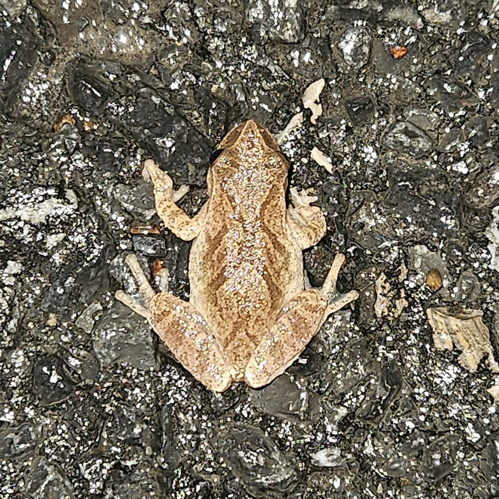 Spring Peeper from Patton Township, PA, USA on April 3, 2025 at 09:00 ...