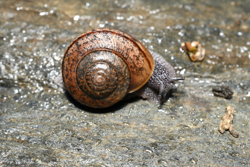 Helminthoglypta talmadgei (Trinity Shoulderband) — G2 S2 | California ...