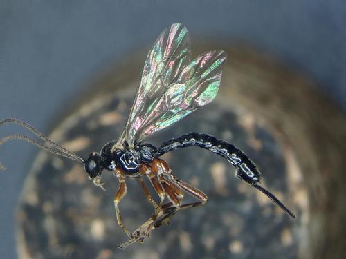 Polysphincta rufipes · iNaturalist
