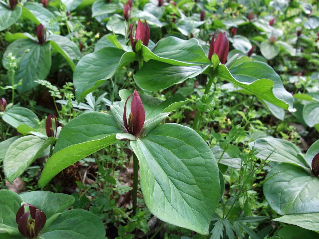 Sessile Trillium (Wildflowers of the Preserve at Shaker Village ...