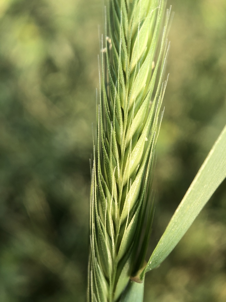 little barley from New Natchitoches Rd, West Monroe, LA, US on April 3 ...