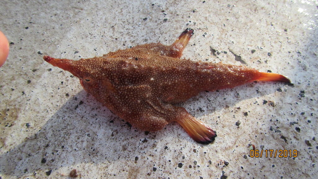 Longnose Batfish (Marine life of the Rio Grande Valley) · iNaturalist