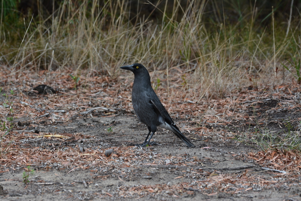 Southwestern Grey Currawong from Bremer Bay WA 6338, Australia on March ...