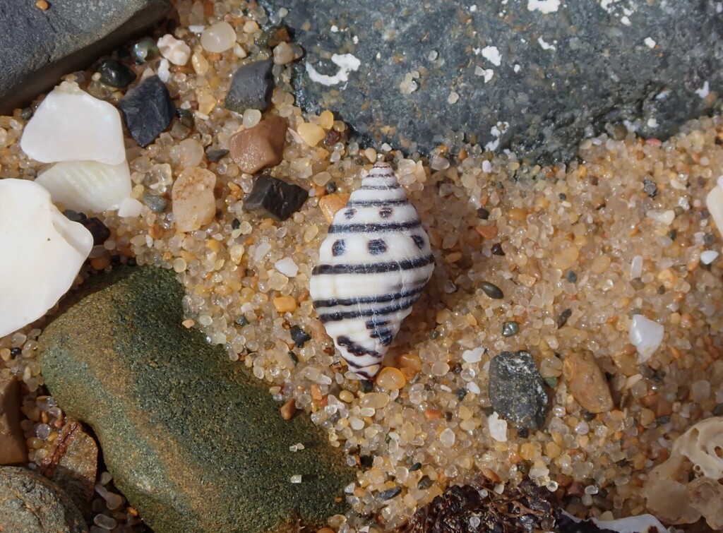 Engina lineata from Red Head NSW 2430, Australia on March 25, 2025 at ...