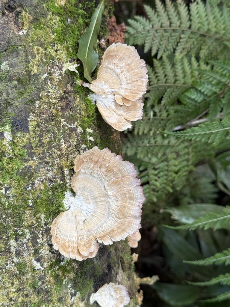 violet-toothed polypore from Tooloom National Park, Upper Tooloom, NSW ...