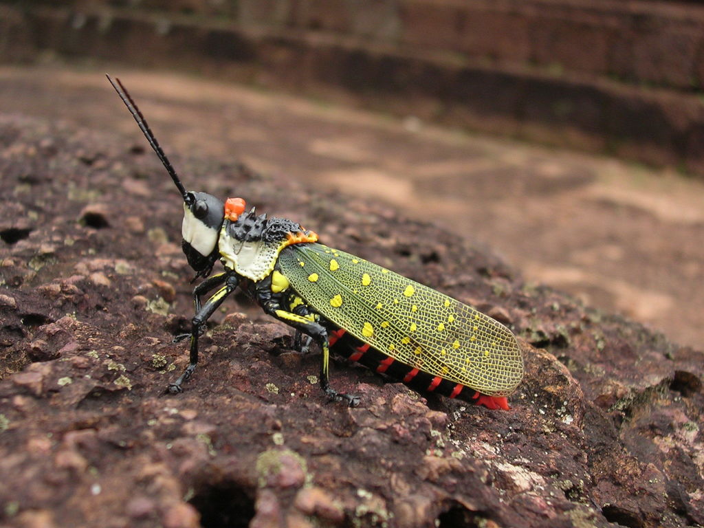 Spotted Locust from Siem Reap, Cambodia on August 8, 2006 by Andrew ...