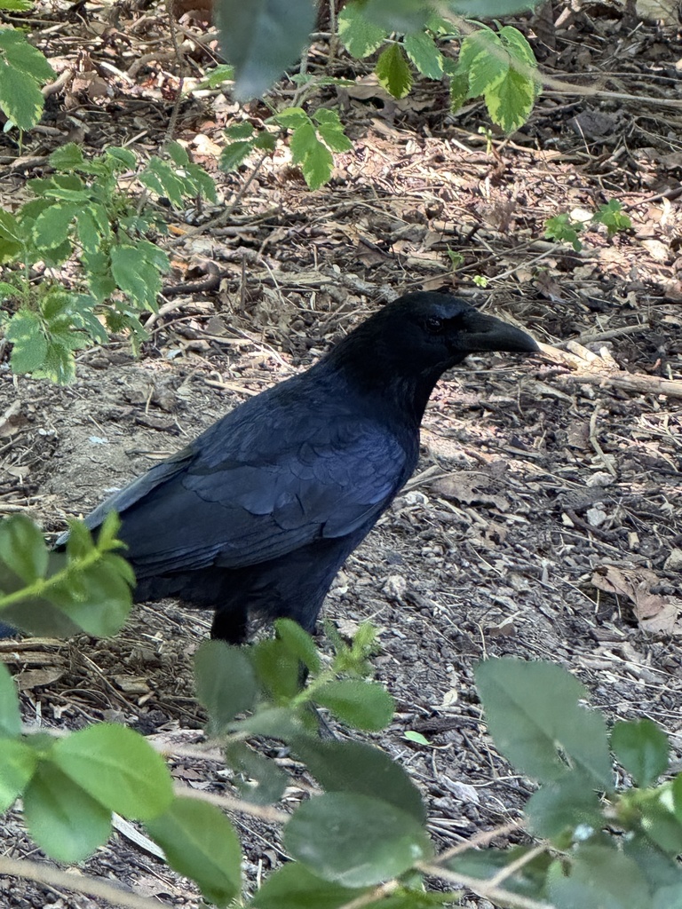 Carrion Crow from Parc des Buttes Chaumont, Paris, Île-de-France, FR on ...